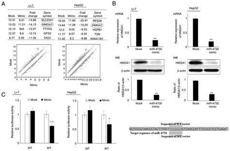 Examination Of Direct Target Genes Of Mir 4730 A Results Of Download Scientific Diagram