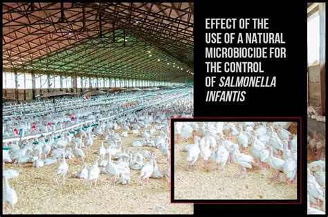 Effect Of The Use Of A Natural Microbiocide For The Control Of