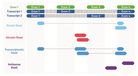 Cell Ranger S Gene Expression Algorithm X Genomics