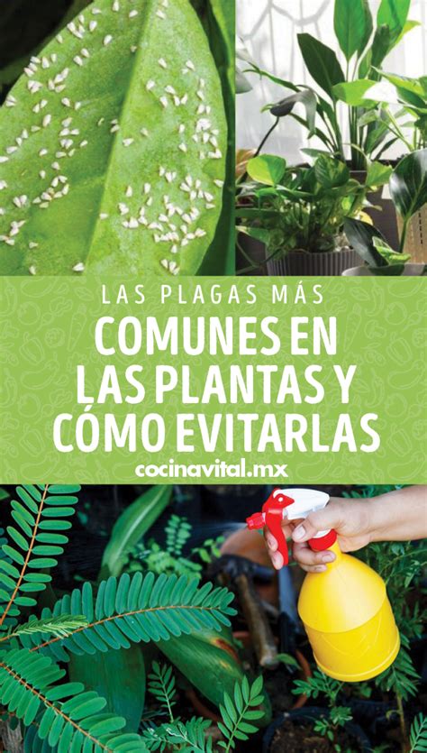 Plagas De Las Plantas Artofit