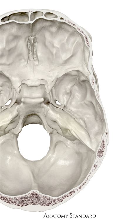 Anatomy Standard Drawing Basis Cranii Interna Detail Of Foramina