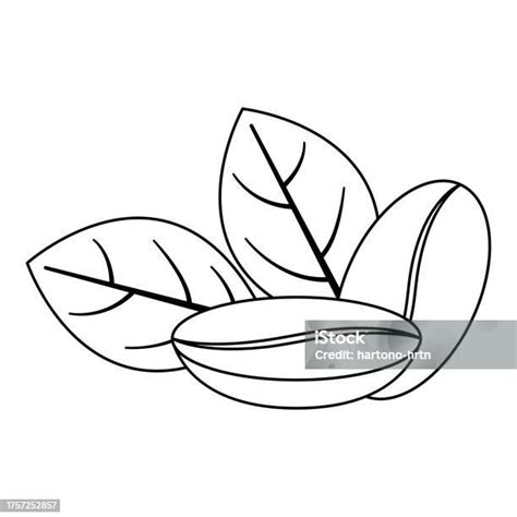 커피 콩 라인 아트 커피 테마와 라인 아트 벡터 스타일이 있는 벡터 일러스트레이션입니다 0명에 대한 스톡 벡터 아트 및 기타 이미지 0명 광고 디자인 Istock