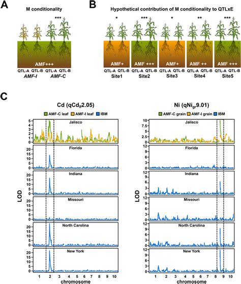 Mycorrhiza Conditional Cd And Ni Qtls Co Localize With Corresponding