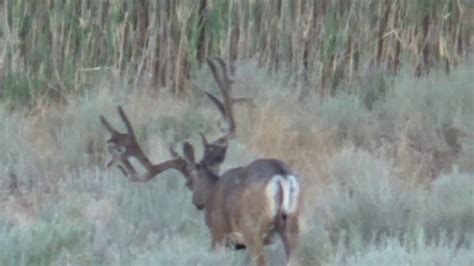 Antelope Island Mule Deer 2017 Youtube