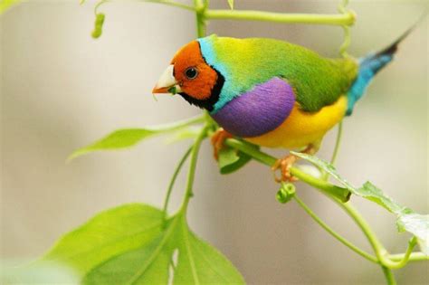 Amazing World And Fun Beautiful Colorful Birds Nature