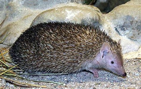 List Of Mammals Of Madagascar Wikipedia