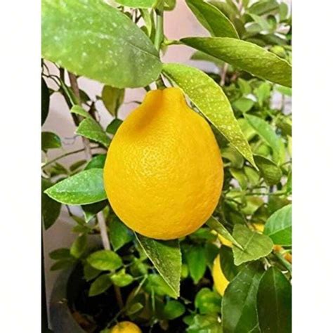 Rare Meyer Lemon Seeds For Planting Bonsai Non Gmo Heirloom Lemon