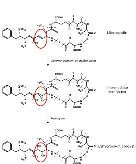 Reaction 3 Chlorination Of Microcystin