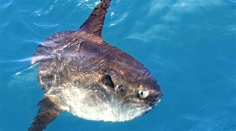 Giant Sunfish Destroys World Record Weighing In At 6049 Pounds