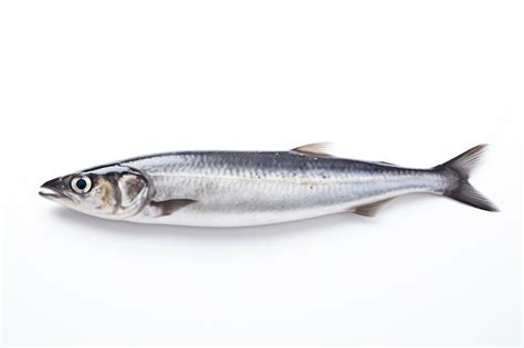 Premium Ai Image Raw Sardine Isolated On Solid White Background