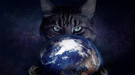 Cat In Space More