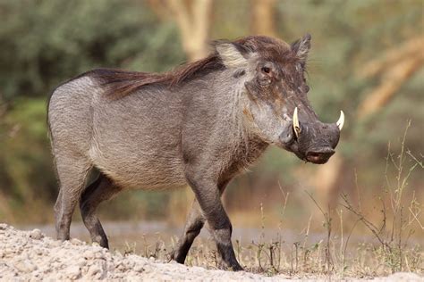 Warthog Hunt24