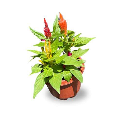 Silver Cockscomb Celosia Argentea Hawaii Landscape