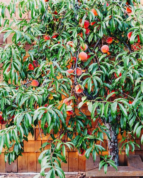 12 High Yield Dwarf Fruit Trees For Small Areas