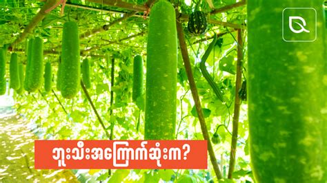 အစိမ်းရောင်လမ်း အစိမ်းရောင်လမ်း