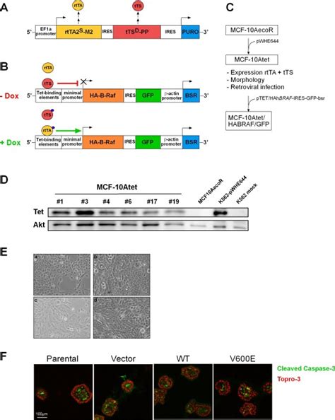 Establishment Of A Tet Regulated Expression System For MCF 10A Cells