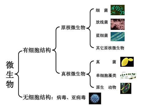 2其它原核微生物文档下载 2其它原核微生物文档下载