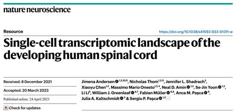 Nat Neurosci 单细胞转录组揭示人类胚胎脊髓发育 知乎