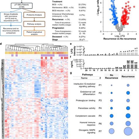 Proteome Analysis Of 30 Pt1 Bladder Cancer Patients A Workflow Of The Download Scientific