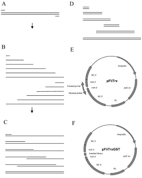 Cloning All Gst Gene Fragments Into The Plasmid Dna Vector With The