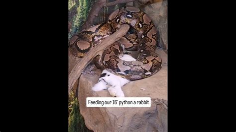 Python Eats A Rabbit For The First Time Youtube
