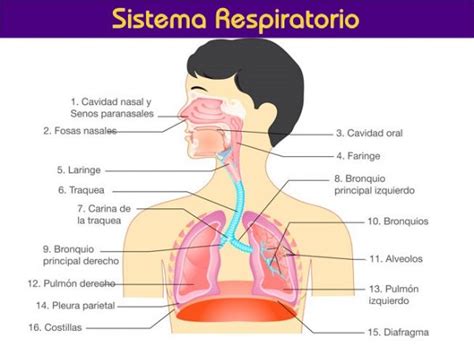 Mapa Conceptual Del Sistema Respiratorio ¡guía Paso A Paso