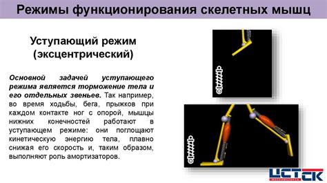 Биомеханические основы техники плиометрических упражнений Online Presentation