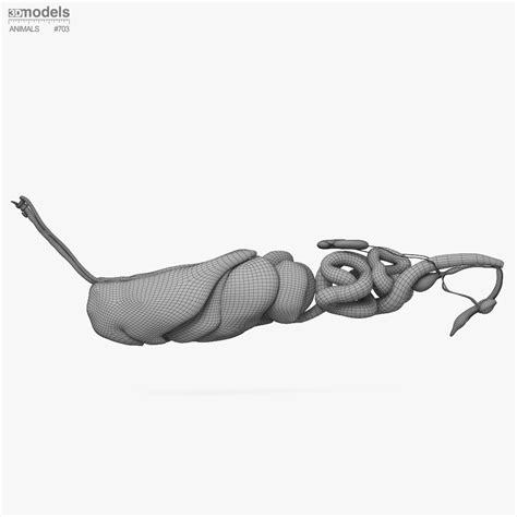 Cat Internal Organs 3dモデル ダウンロード ほ乳類 On