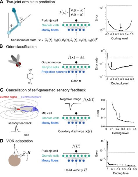 Optimal Coding Level Across Tasks And Neural Systems A Left