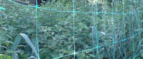 Trellis Netting Plant Support Netting EyouAgro