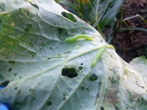 Identification Of Common Insect Pests Of Brassica Crops Land Grant Press