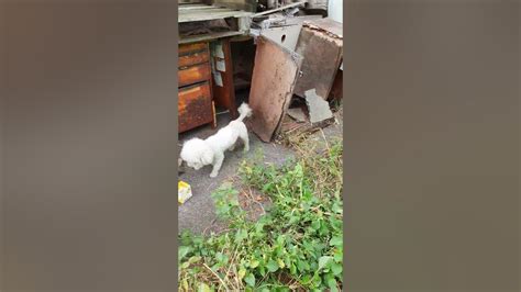 흰색 강아지 멍멍이 귀여운 친구 Youtube