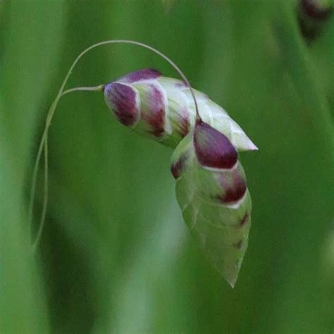 Quaker Grass