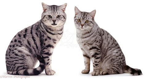 Male And Female Silver Tabby Cats Photo Wp