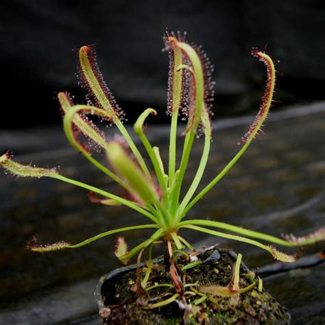 Drosera Capensis Cape Sundew Carnivero