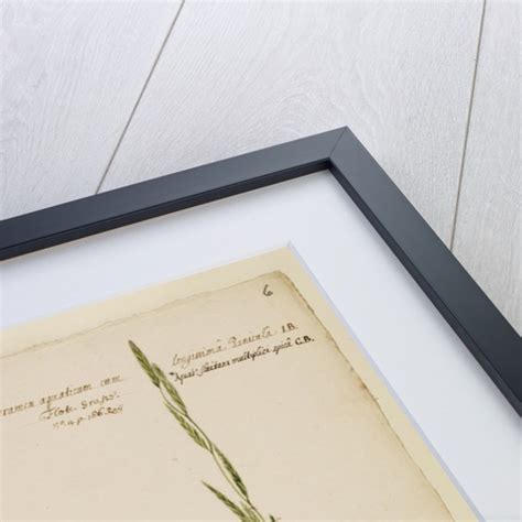 Darnel And Flote Grass Posters And Prints By Richard Waller