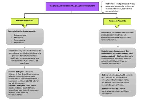 Acinectobacter Baumannii Esquemas Y Mapas Conceptuales De Microbiología Docsity