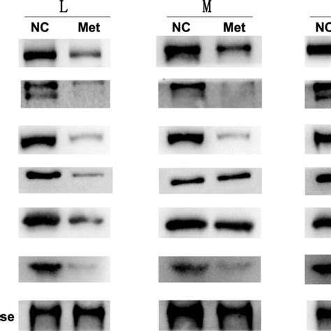 K Means Clustering Analysis Of 6 Expression Patterns With Different Download Scientific Diagram