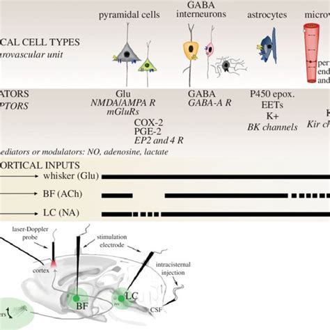 Pdf Neuronal Networks And Mediators Of Cortical Neurovascular Coupling Responses In Normal And