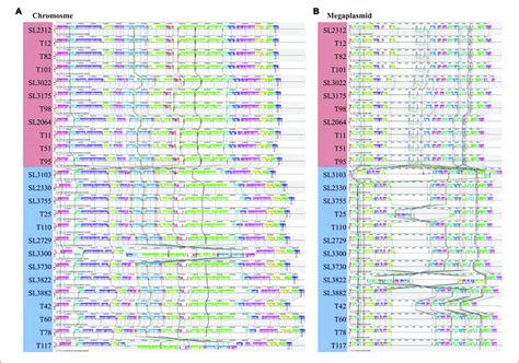 multiple genome alignment for 25 korean rssc strains produce using