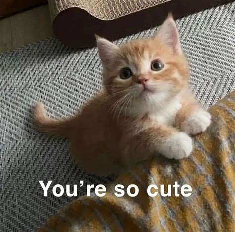 Youre So Cute Meme