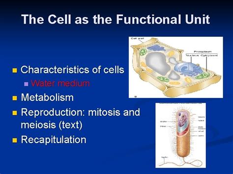Week 12 The Cell As The Functional Unit
