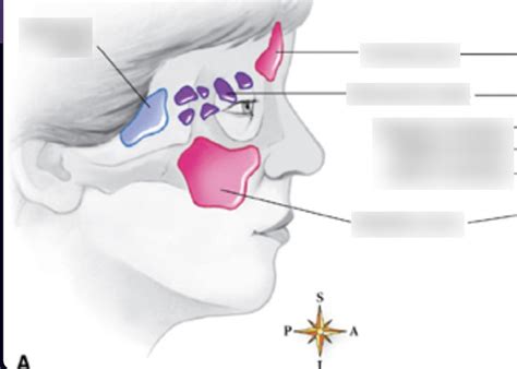 Paranasal Sinuses Right Lateral View Diagram Quizlet