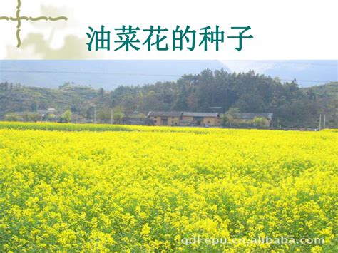 种子的传播方式课件
