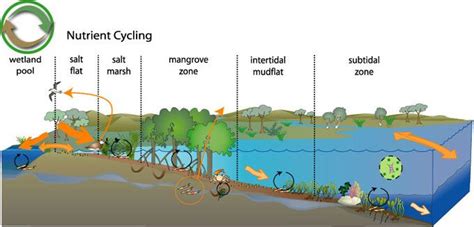 nutrient nutrient cycle nutrient ecosystems