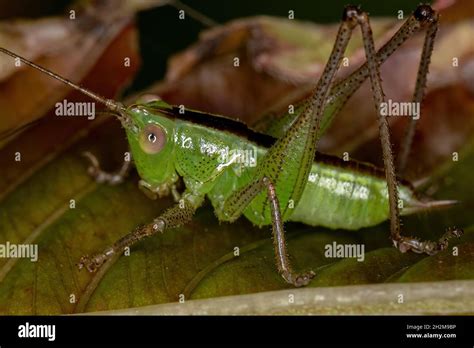 Lesser Meadow Katydid Nymph Of The Genus Conocephalus Stock Photo Alamy