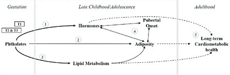 Schematic Of The Relationship Between Gestational Phthalate Exposures