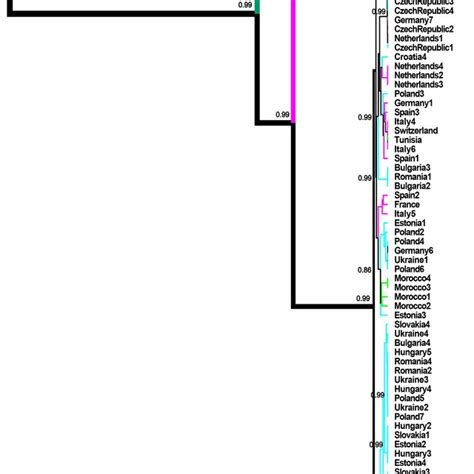 Phylogenetic Relationships Of The Studies Samples Basing On The