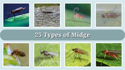 15 Types Of Common Bed Bugs Identification By Images