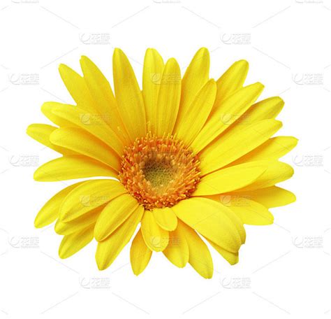 黄色的嘉宝。在白色背景上隔离